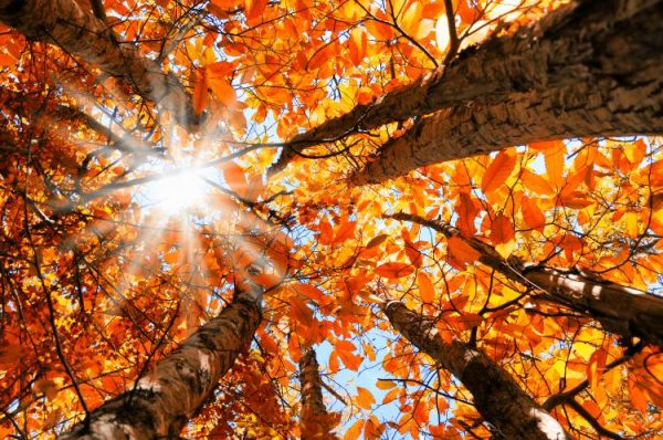 Prognoza Accuweather Pentru Toamna 2025 în România: Temperaturi Peste ...