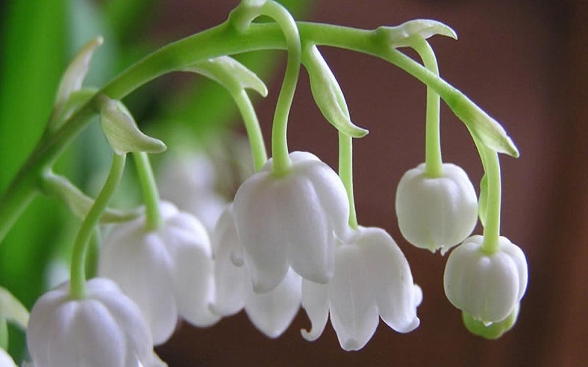 Top 5 Cele Mai Toxice Plante Din România! Sunt Atât De Otrăvitoare ...