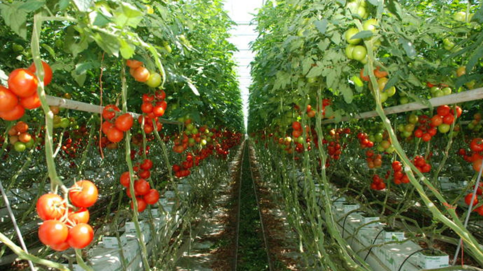 Roșii Legate Cu Ața, De Plante. Cea Mai Nouă înșelătorie Din Vestul ...