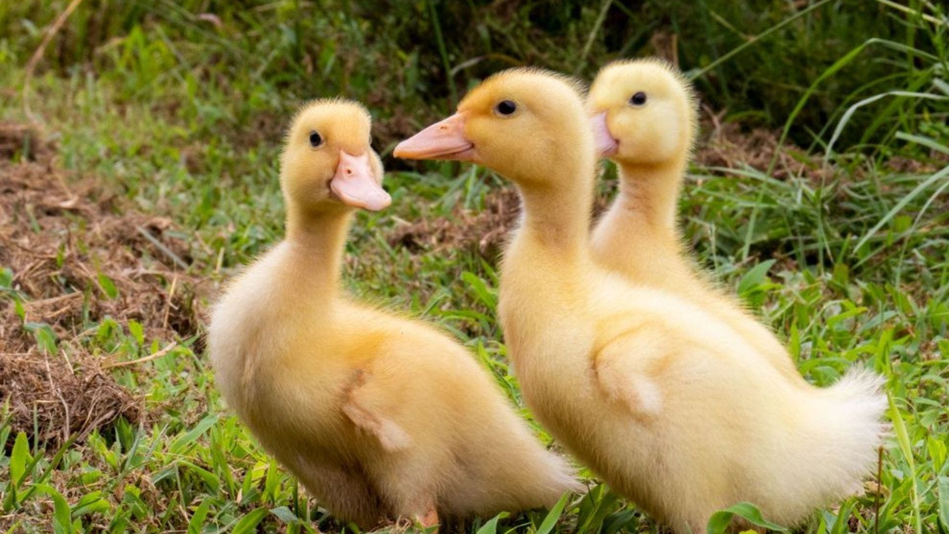 Incredibil! O Femeie S-a Ales Cu 3 Pui De Rață, După Ce A Cumpărat ...