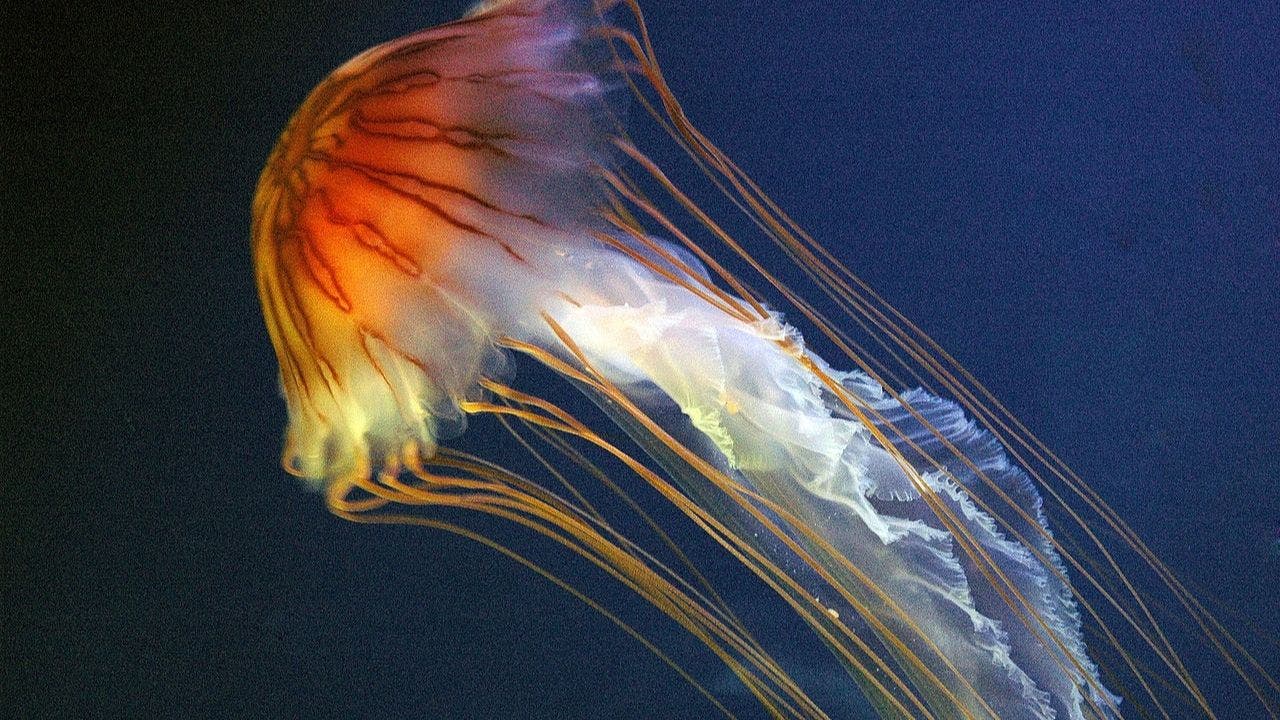 Singurul Animal De Pe Terra Care Nu Moare Niciodată. Cercetătorii Au ...