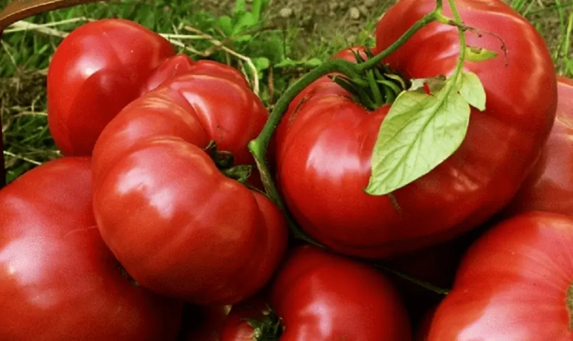 Cum Să Obții O Recoltă Bogată De Roșii Cu Un Amestec Simplu