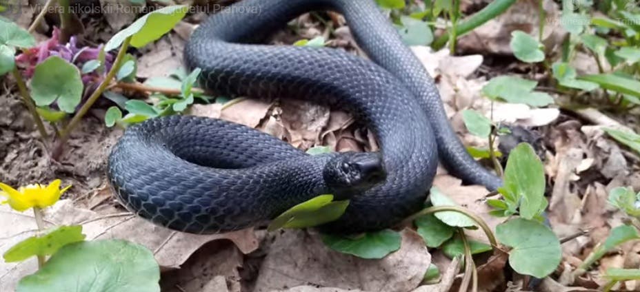 Specie Rară și Periculoasă De Animale, Descoperită în România. Vine Din ...