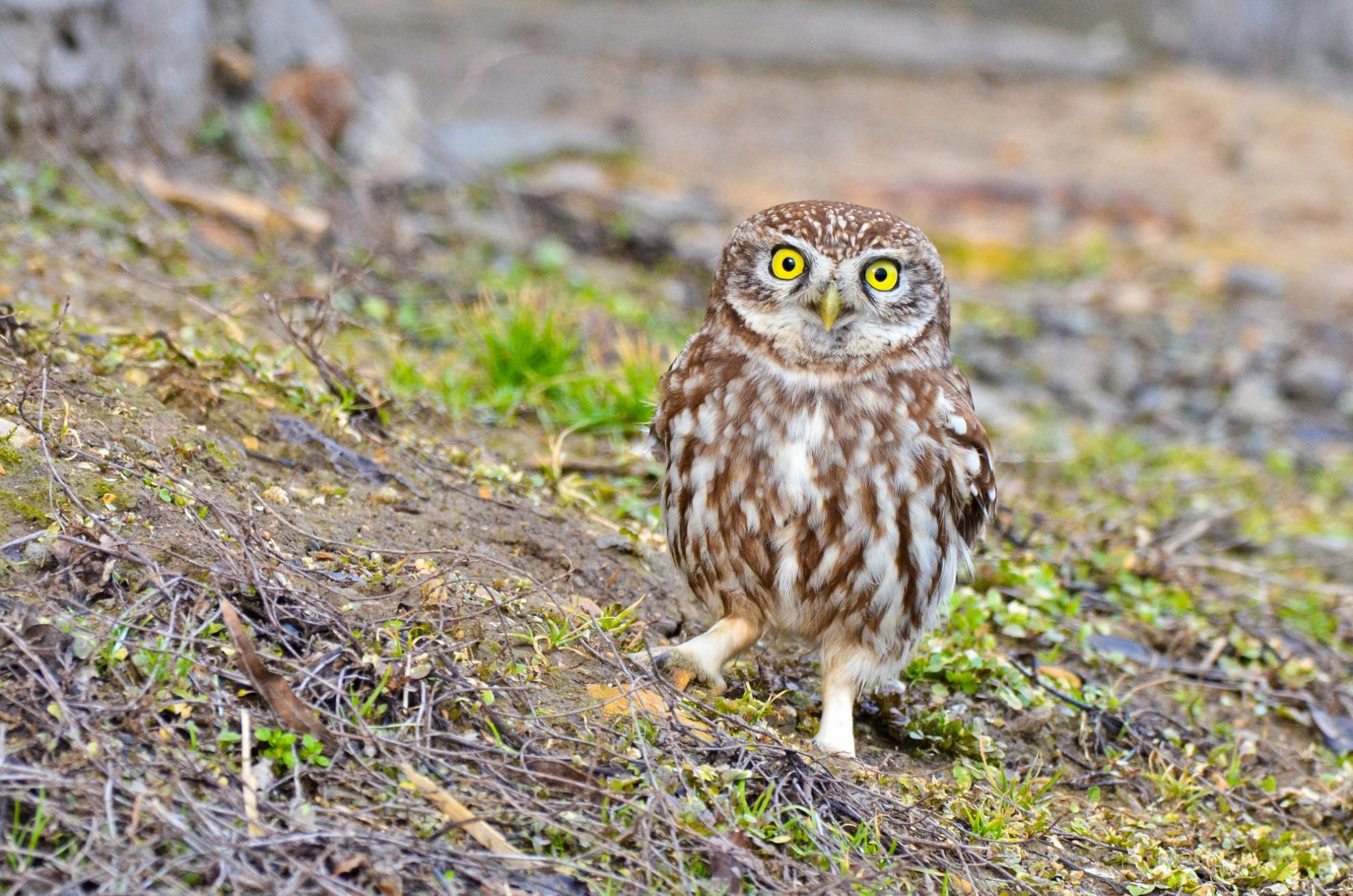 Ce înseamnă Când Cântă Cucuveaua. Superstiţii Din Tradiţia Populară: Ce ...