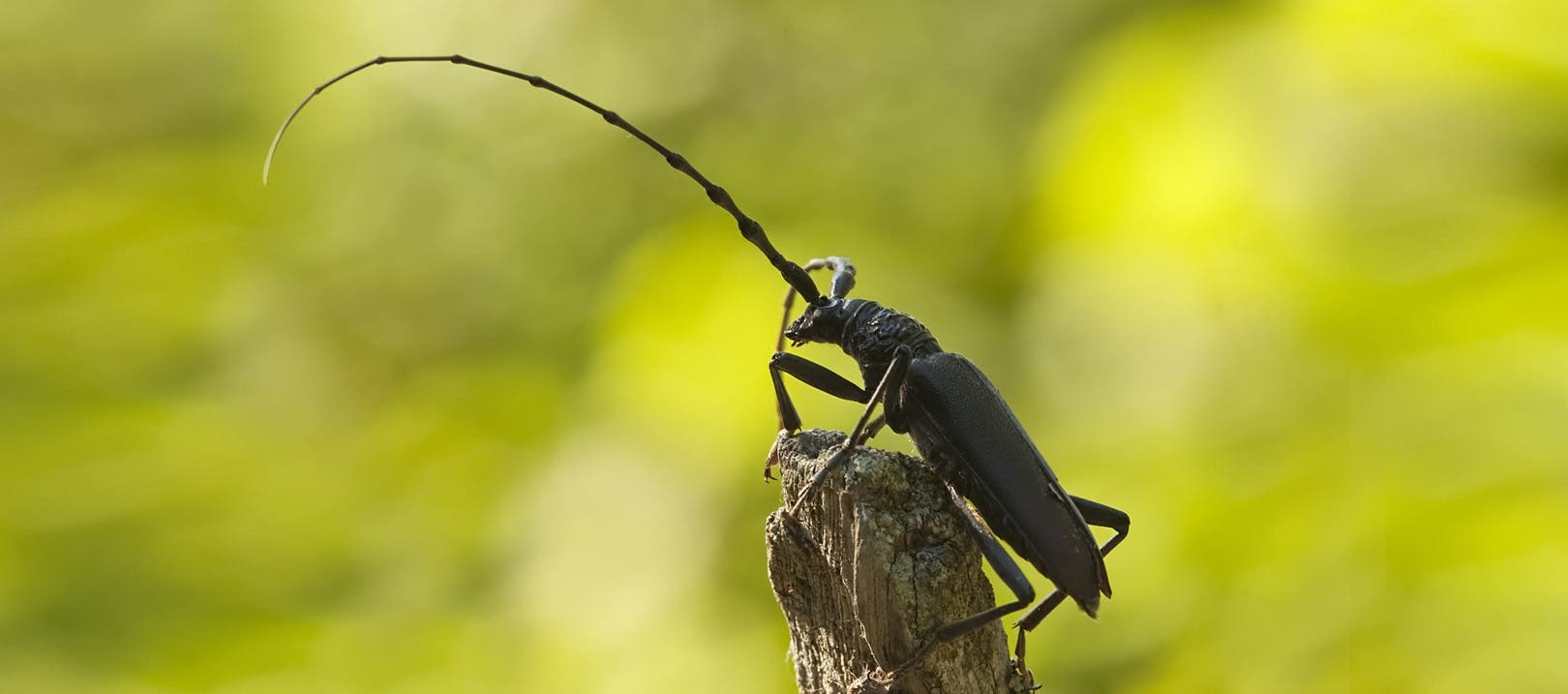 Insecta Care Pune în Pericol Livezile și Grădinile Vara Aceasta