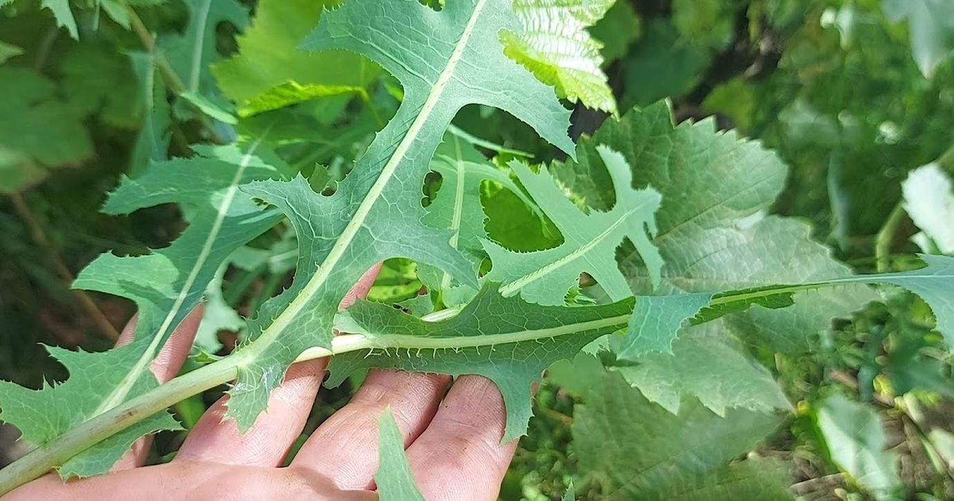 Uită De Medicamente. Planta Care Luptă împotriva Durerii! Înainte Era ...