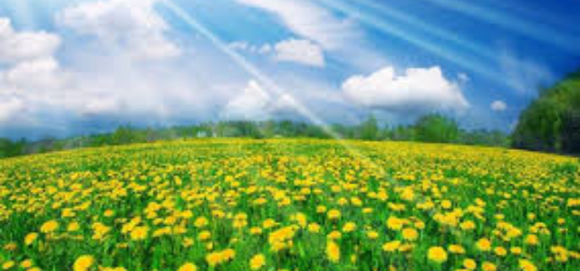 Ce Riscă Persoanele Care Rup Florile Protejate De Lege în România